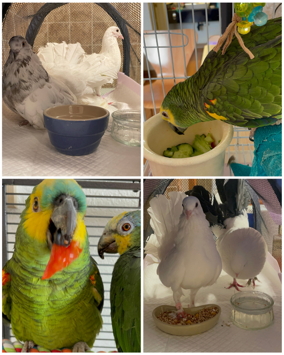 Mission: Sedona | Mickaboo